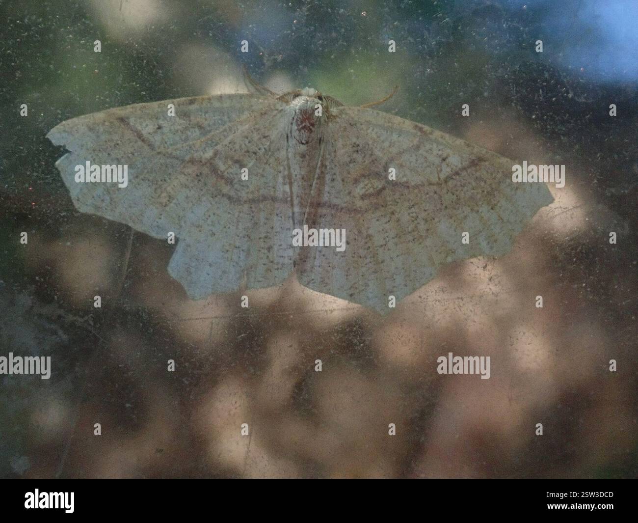 Oak Besma Moth (Besma quercivoraria), Insecta, Athol, MA, USA Stock ...