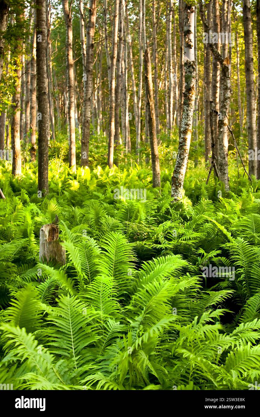 Tall trees filled green hi-res stock photography and images - Alamy