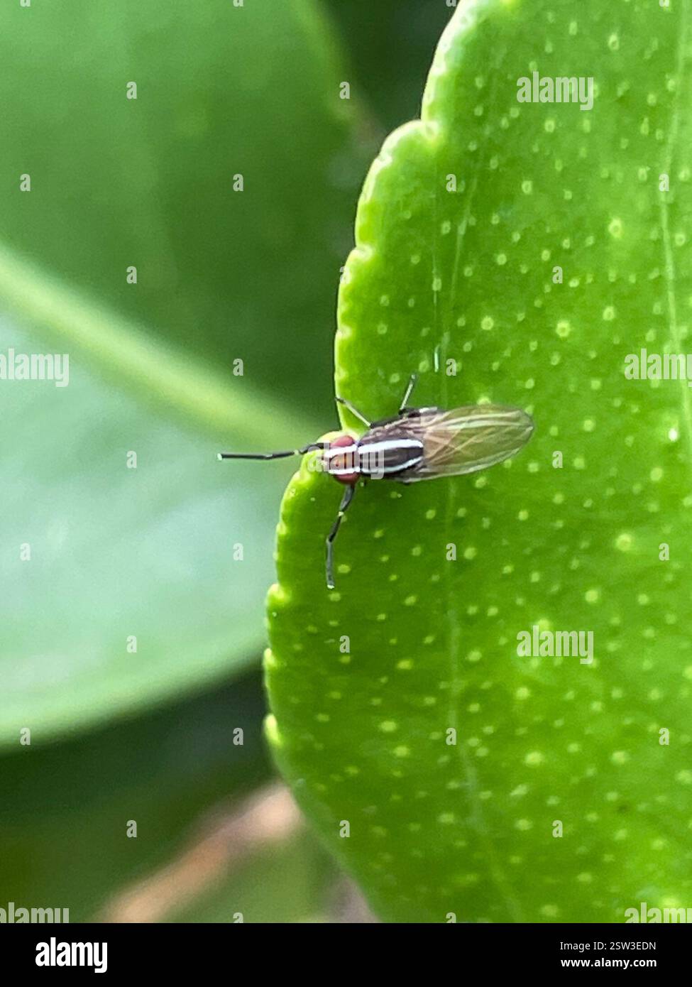(Poecilohetaerus schineri), Insecta, Melbourne VIC, Australia, Was ...