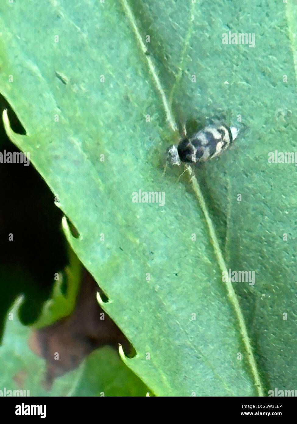 Three-lobed Tumbling Flower Beetle (Paramordellaria triloba), Insecta ...