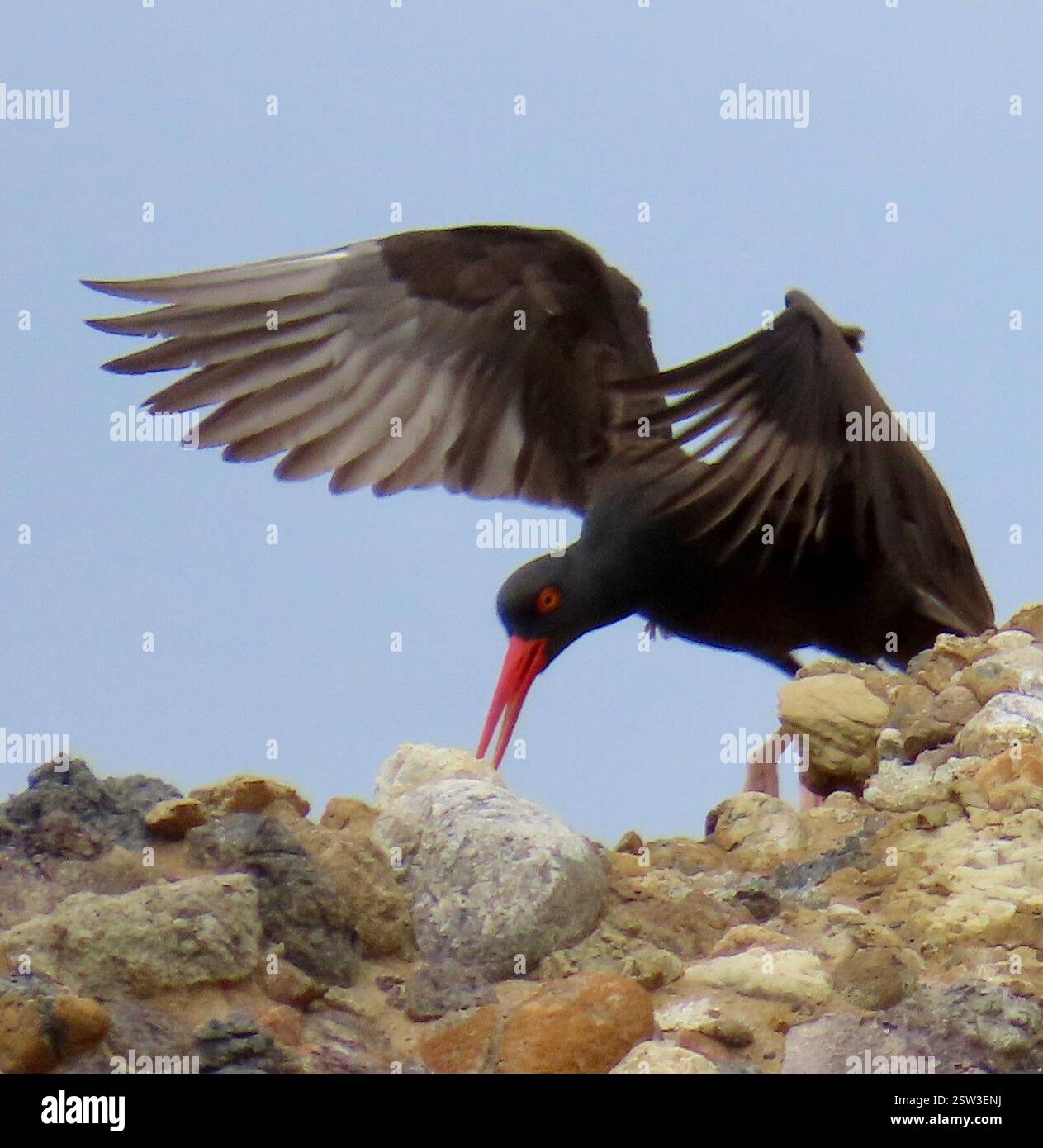 Black Oystercatcher (Haematopus bachmani), Aves, Point Lobos State ...