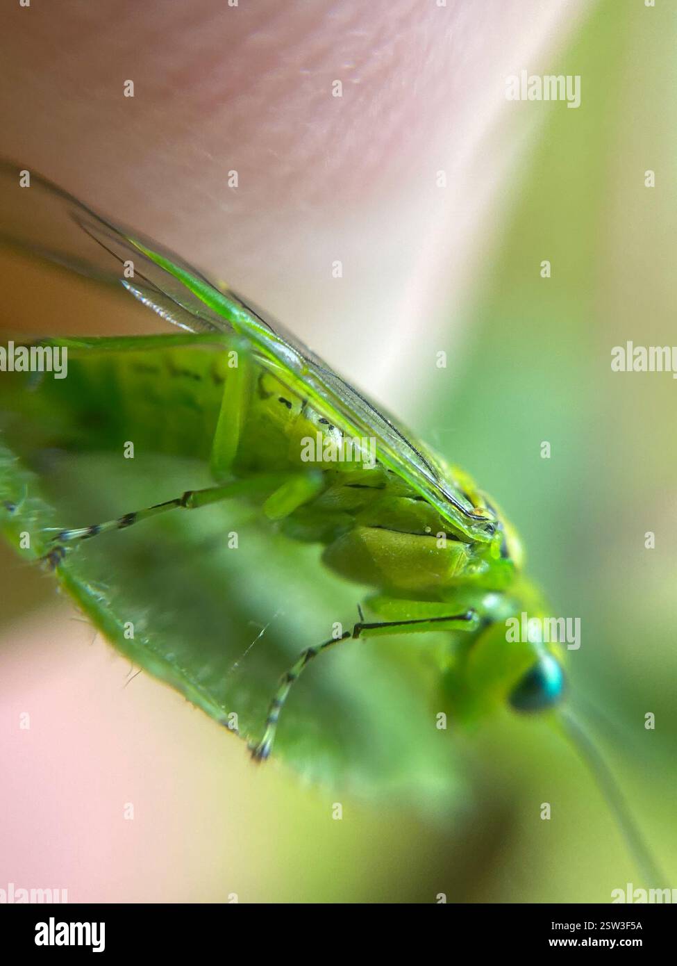 Twin-spotted Rhogogaster (Rhogogaster punctulata), Insecta, Naturpark ...