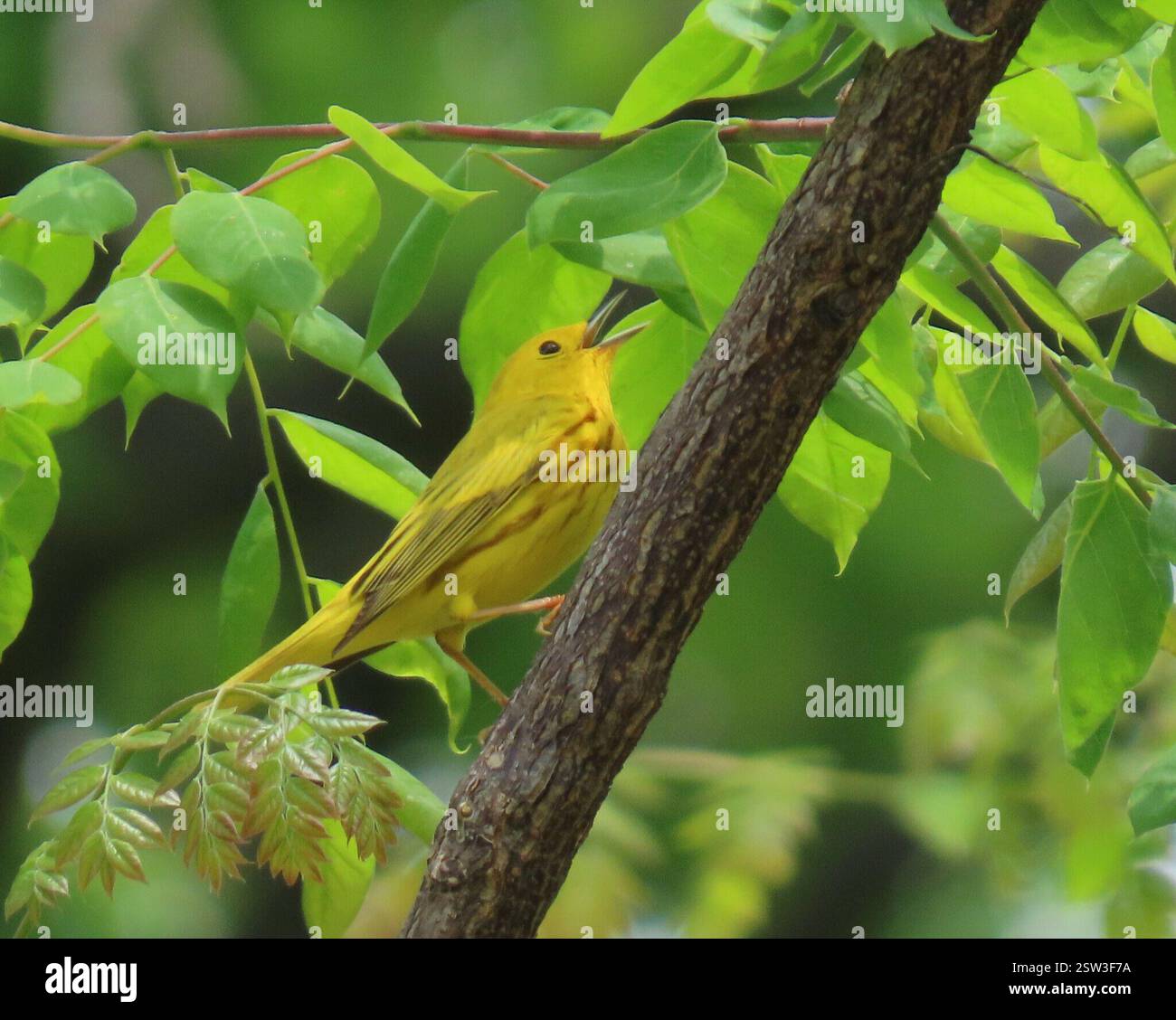 Yellow Warbler (Setophaga petechia), Aves, Carondelet Park, St. Louis ...