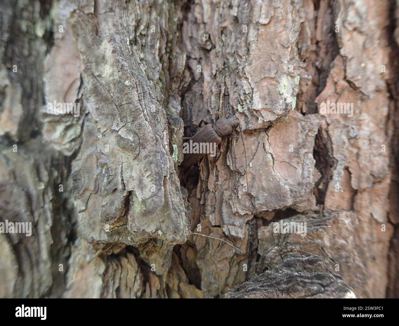 (Arhopalus coreanus), Insecta, Nagano, JP Stock Photo - Alamy