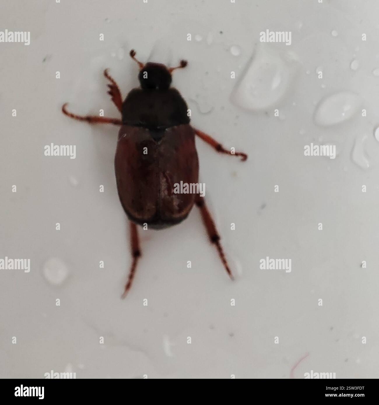 Welsh Chafer (Hoplia philanthus), Insecta, Antwerpen, Vlaanderen, BE ...