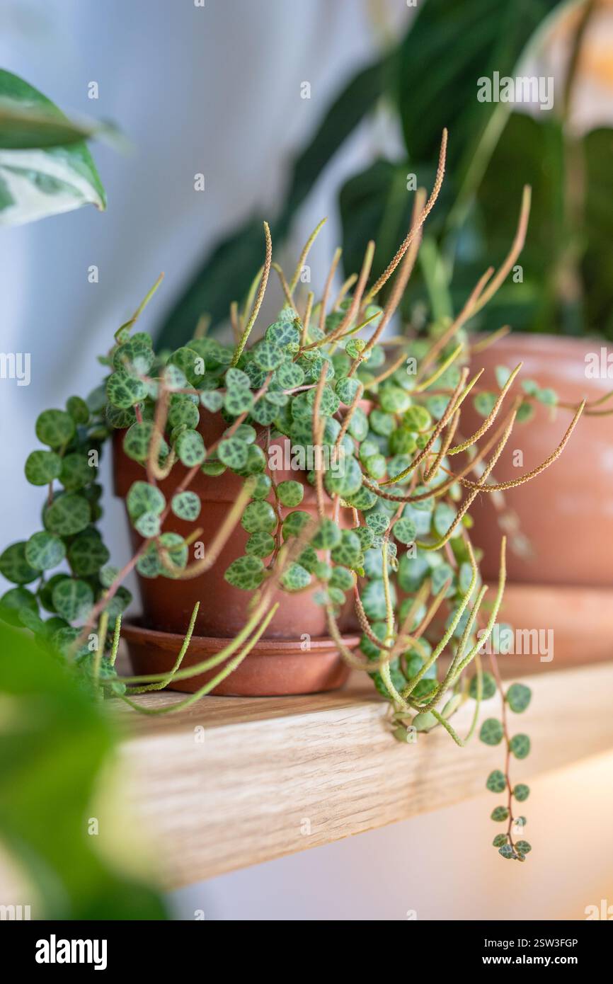 Peperomia Prostrata - String of turtles houseplant in ceramic ceramic ...