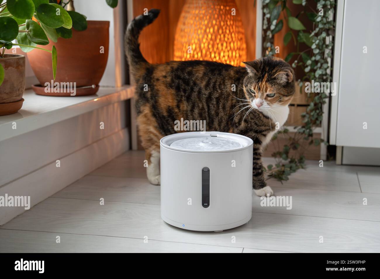 Cat looks with interest at automatic water fountain. Modern smart ...