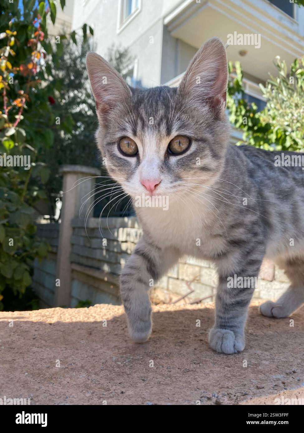 Charming white cute cat smartphone stock photos and images - Alamy