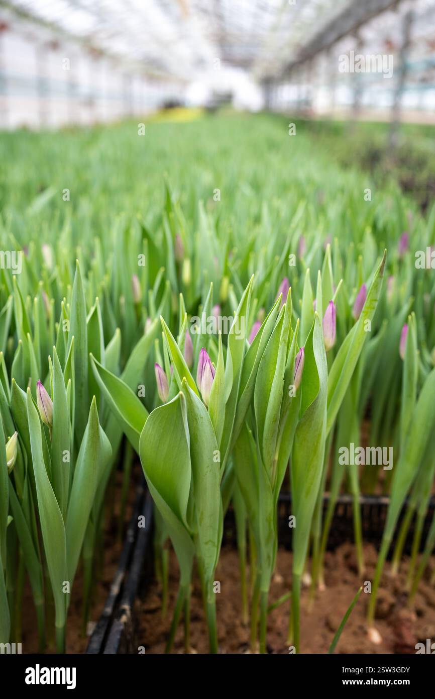 Plantation of tulips cultivation in greenhouse. Seedling of spring ...