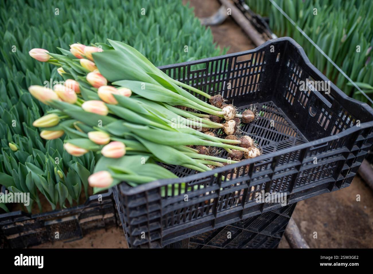 Tulip flowers in box in industry greenhouse, pulled out of soil, ready ...