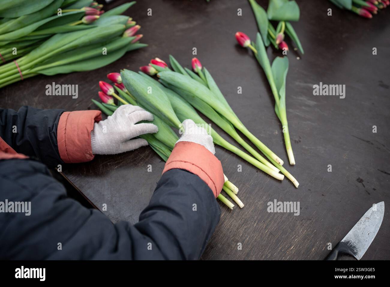 Worker sorting fresh tulips by color and length for sale in bulk at ...