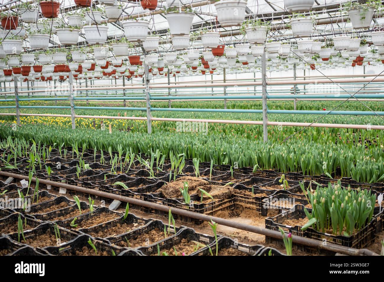 Plantation of tulips cultivation in crates in industry modern ...