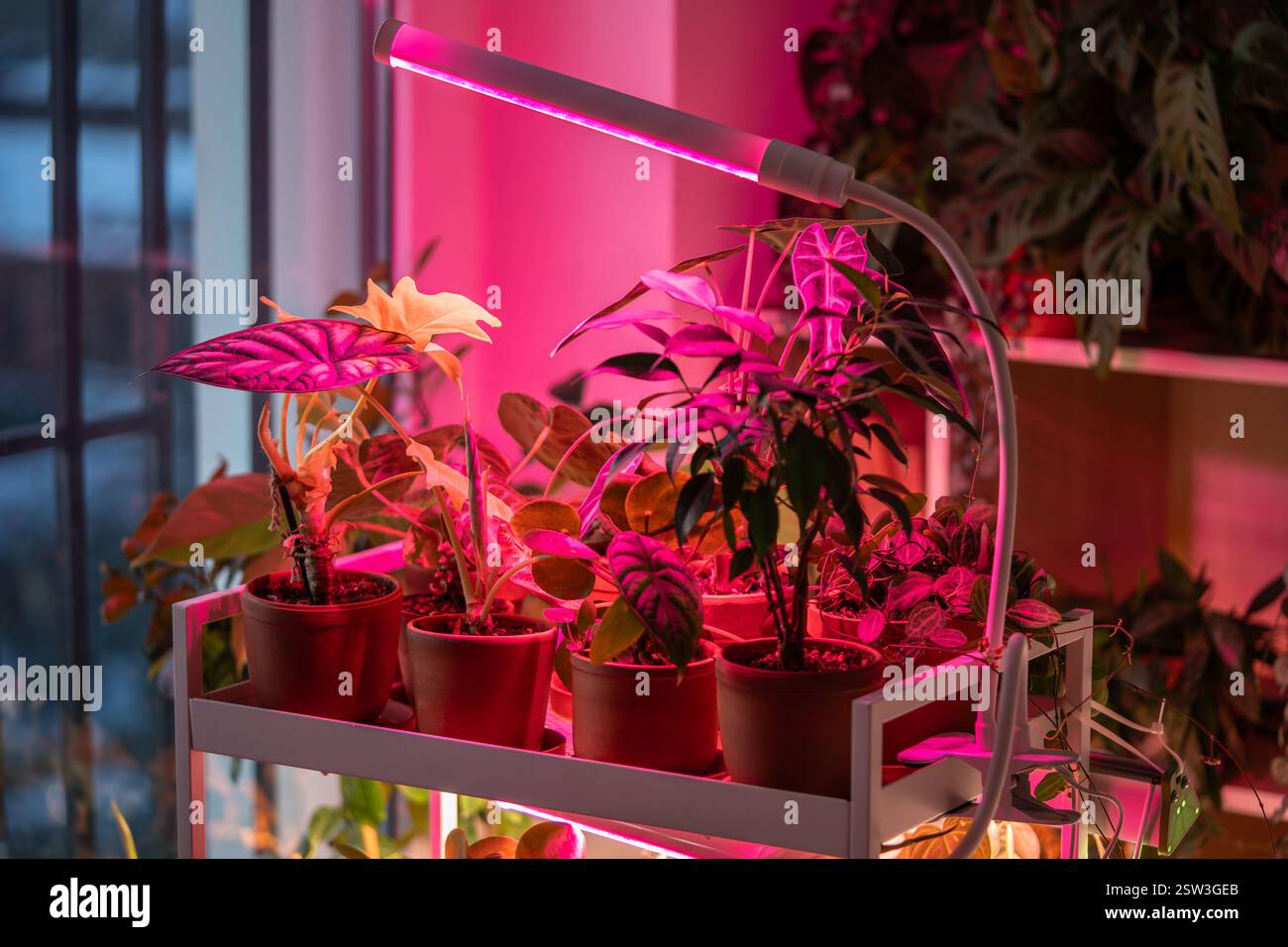 Phyto lamp illuminates plant at home. LED lamp for supplementary ...