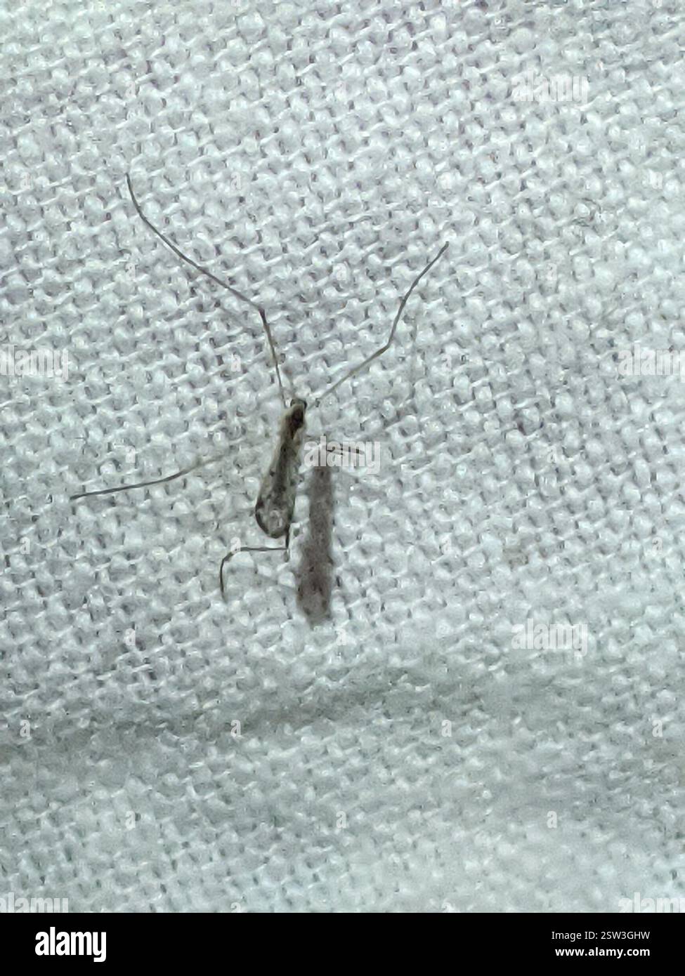 Limoniid Crane Flies (Limoniidae), Insecta, Wayne County, IN, USA ...