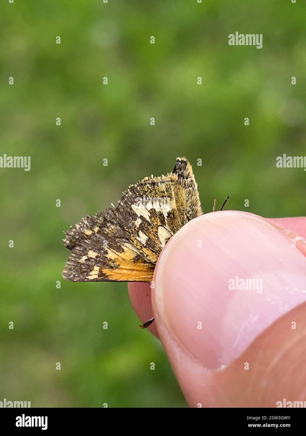 Draco Skipper (Polites draco), Insecta, Quarry Lake Dog Park, Canmore ...