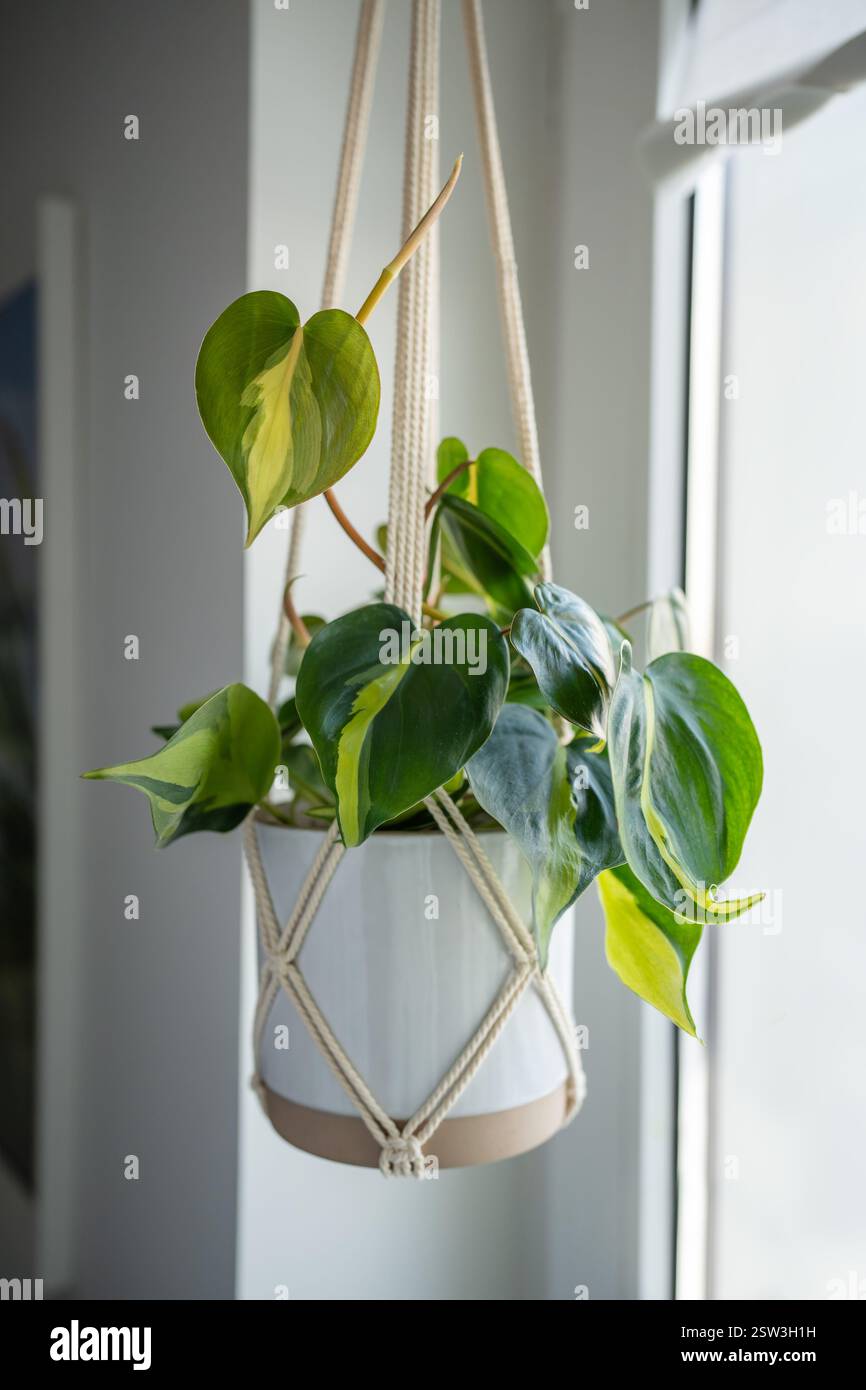 Plant Philodendron Brasil in white ceramic pot hanging from cotton ...