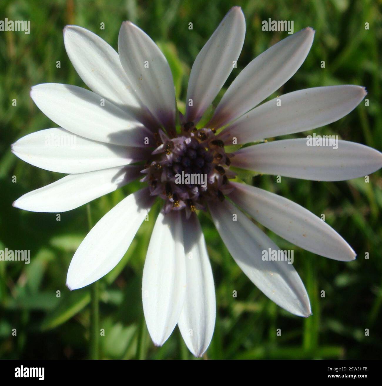 trailing African daisy (Dimorphotheca fruticosa), Plantae, Ivy Beach ...