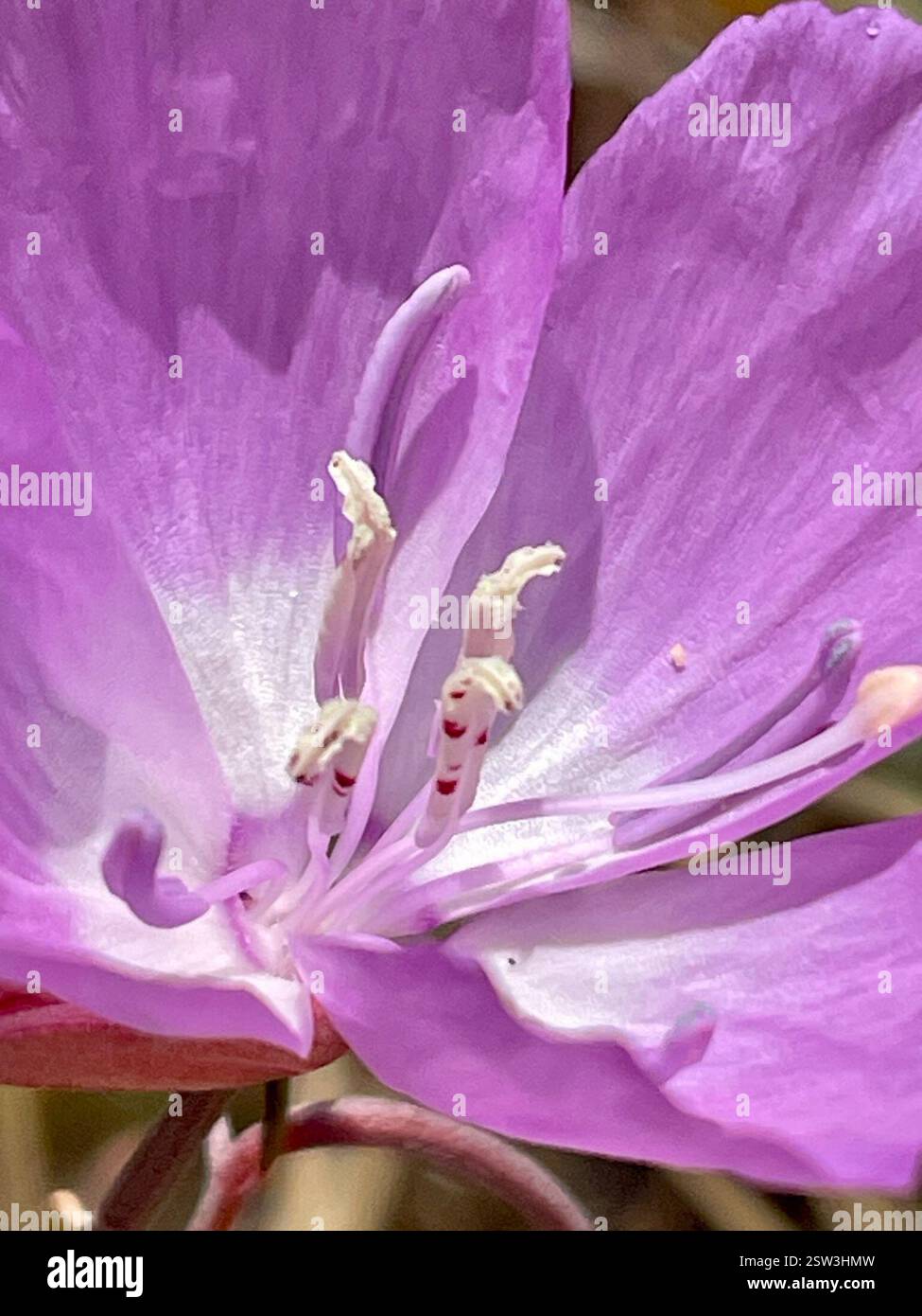 Lewis' Clarkia (Clarkia lewisii), Plantae, California, US, COMPARE 2 ...