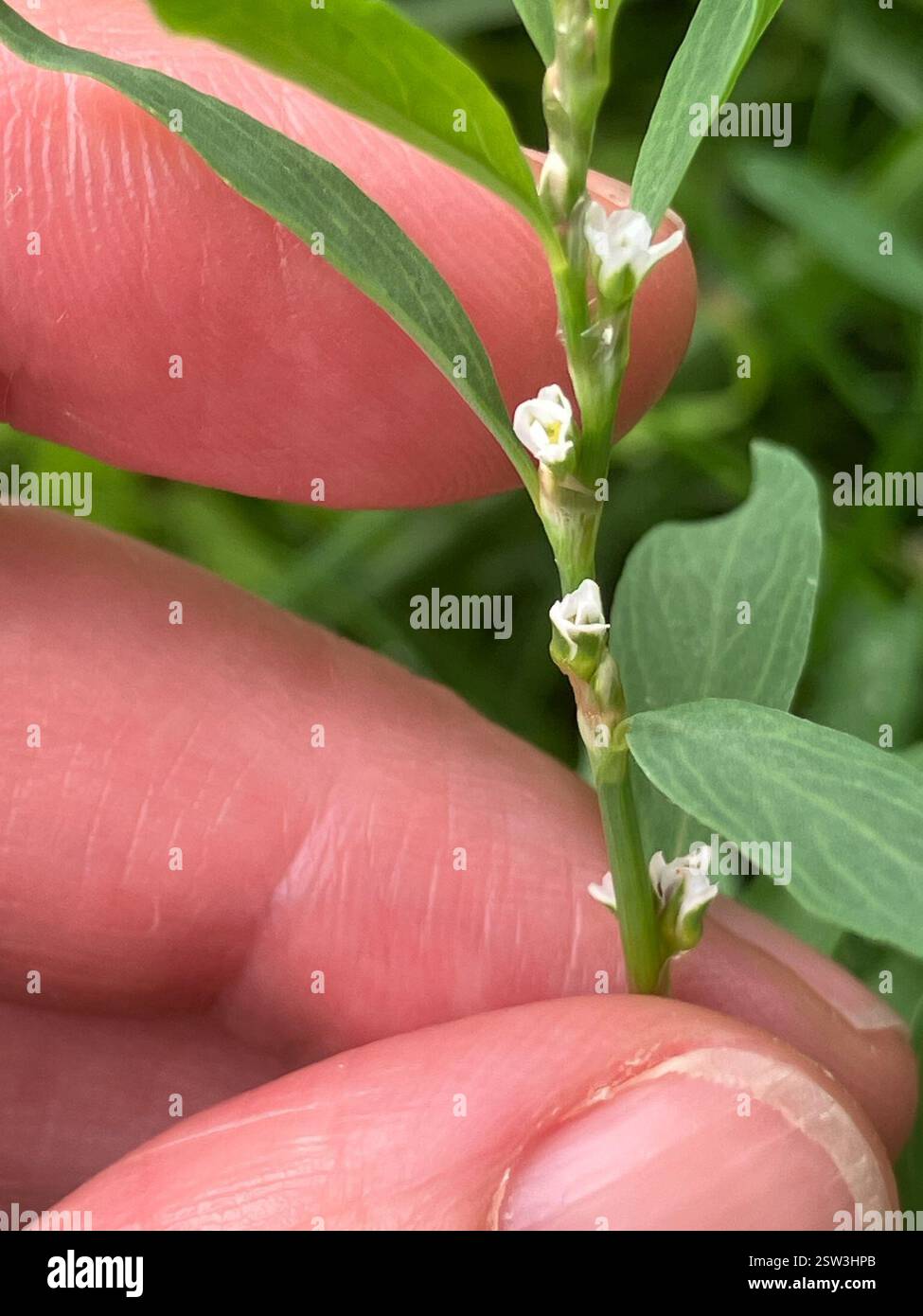 Prostrate Knotweed (Polygonum aviculare), Plantae, Schloss Laxenburg ...