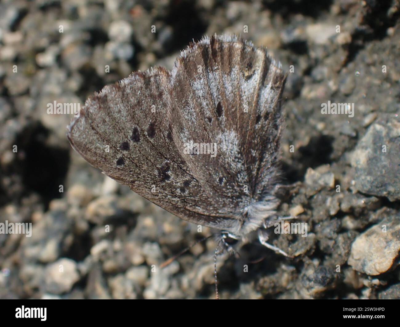 Arrowhead Blue (Glaucopsyche piasus), Insecta, Okanagan-Similkameen, BC ...