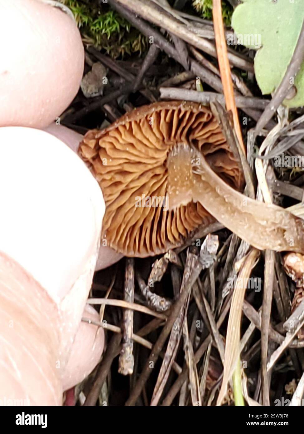 Basidiomycete Fungi (Basidiomycota), Fungi, Fergus County, MT, USA ...