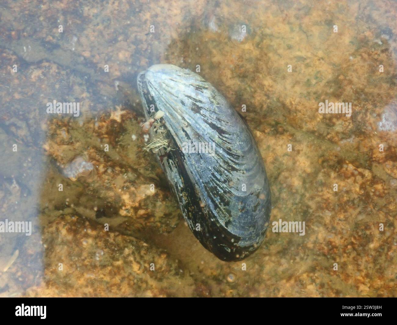 Blue Mussel Complex (Mytilus edulis), Mollusca, Winter Harbor, ME, USA ...