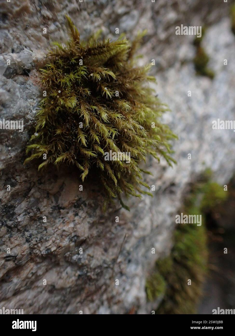 Yellow-green Rock Moss (Racomitrium heterostichum), Plantae, Stikine ...
