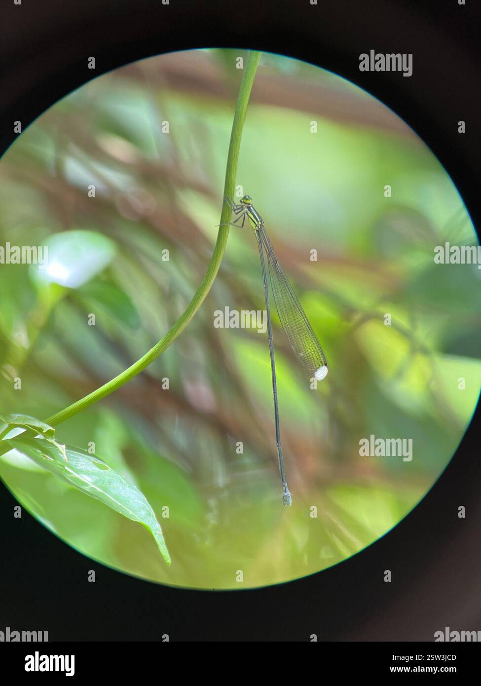 Bromeliad Helicopter (Mecistogaster modesta), Insecta, Colon, PA Stock ...