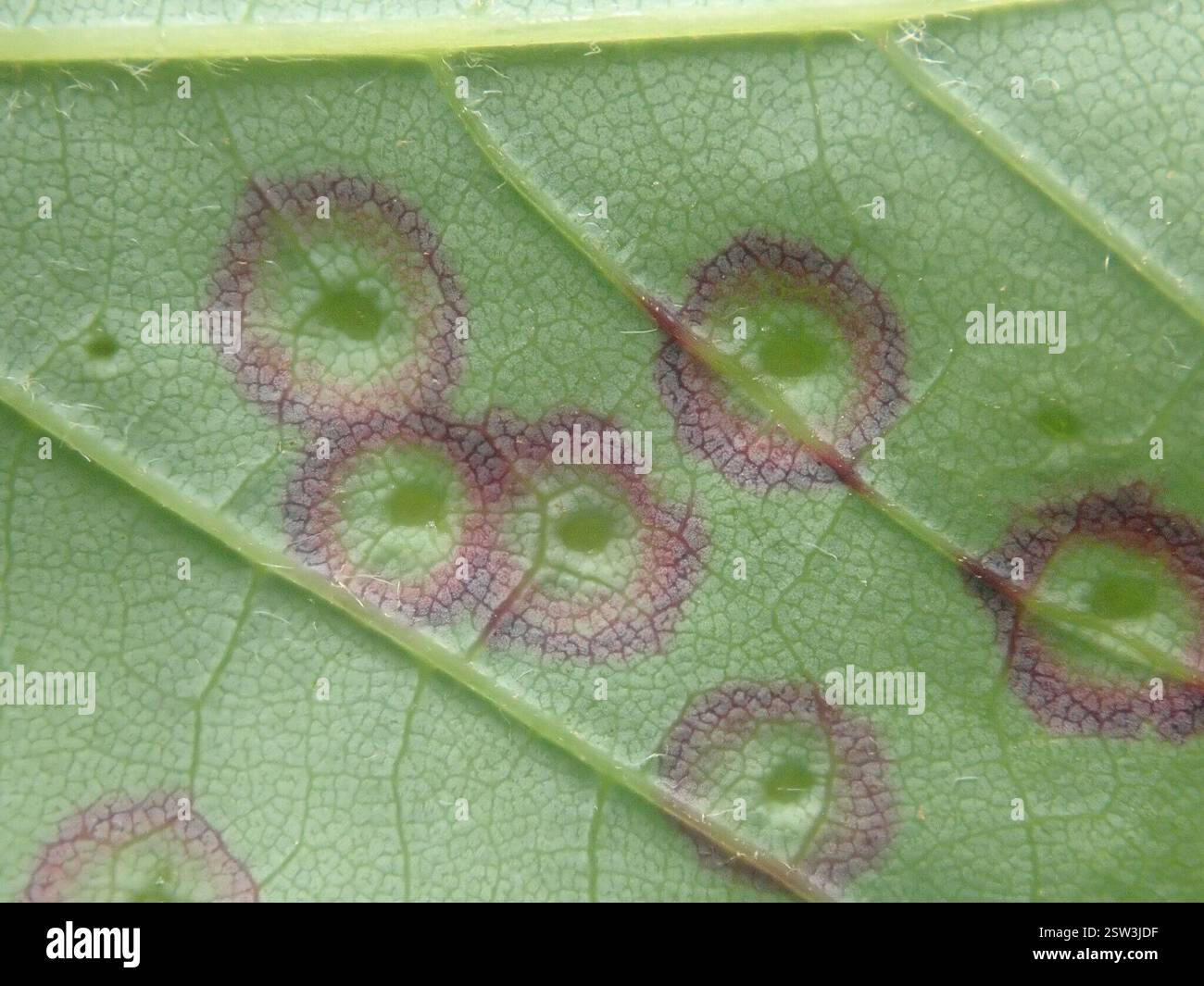 Ocellate Gall Midge (Acericecis ocellaris), Insecta, Steuben, ME, USA ...