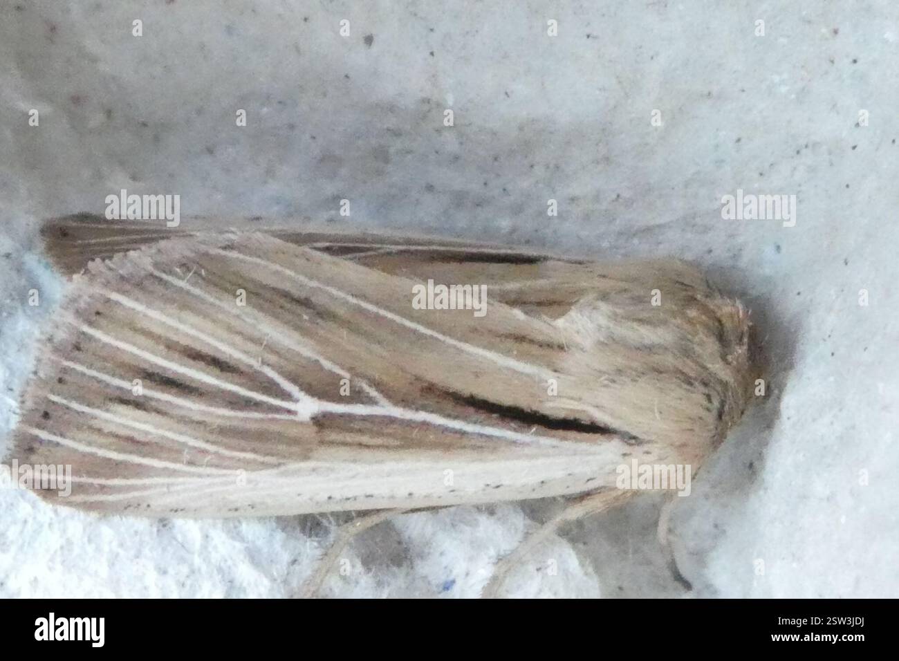 Shoulder-striped Wainscot (Leucania comma), Insecta, South Heale ...