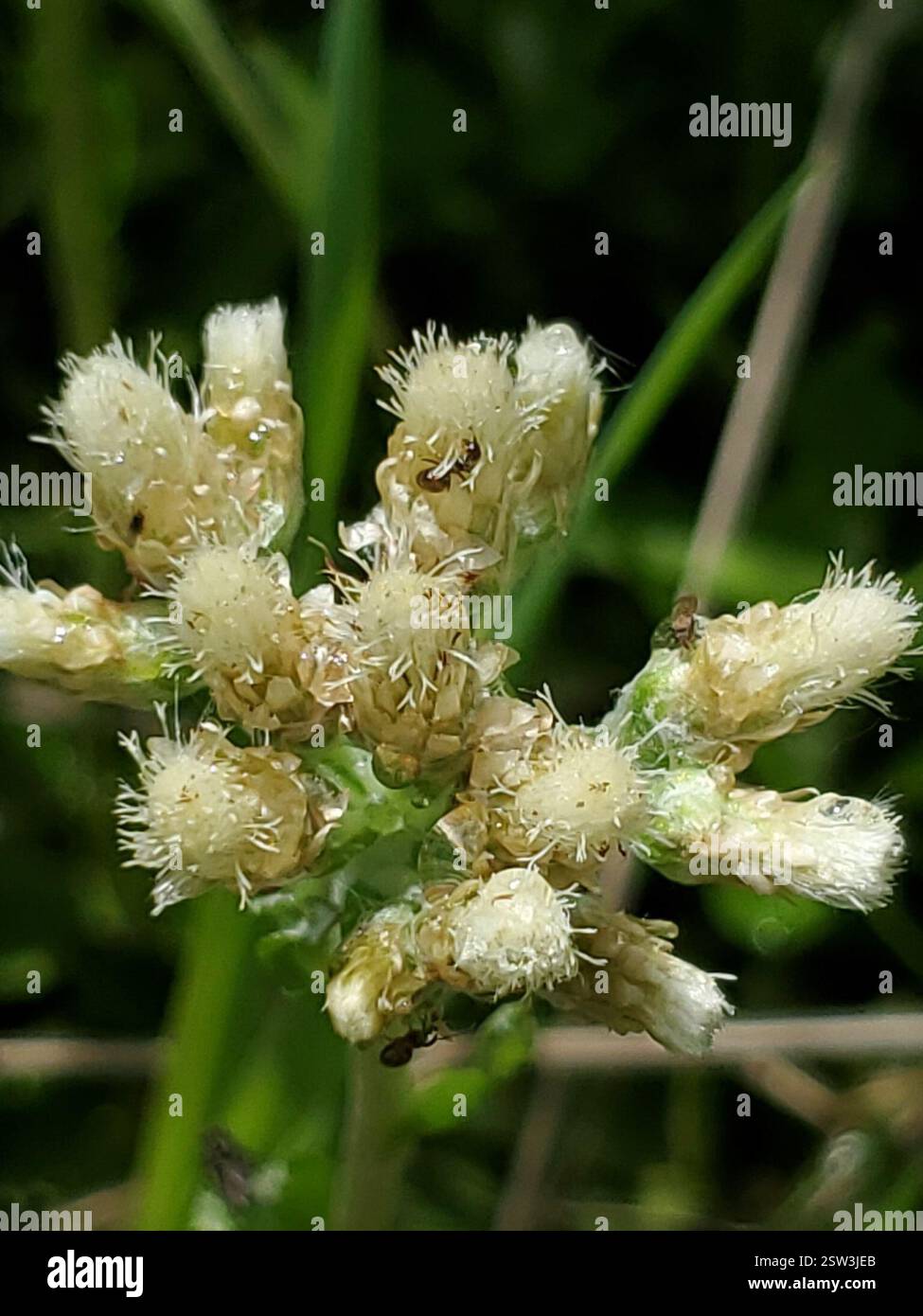 pussytoes (Antennaria), Plantae, Fergus County, MT, USA Stock Photo - Alamy