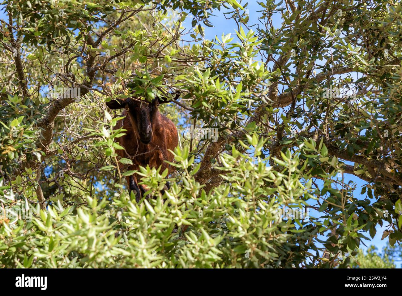 Wild goat with dark brown fur and curved horns balancing among the ...