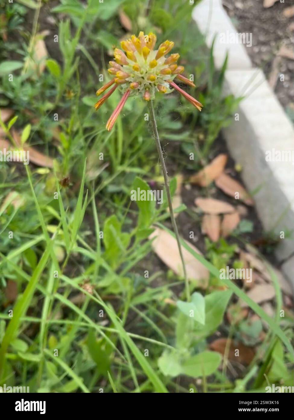 Huisache Daisy (Amblyolepis setigera), Plantae, Overdowns Dr, Plano, TX ...