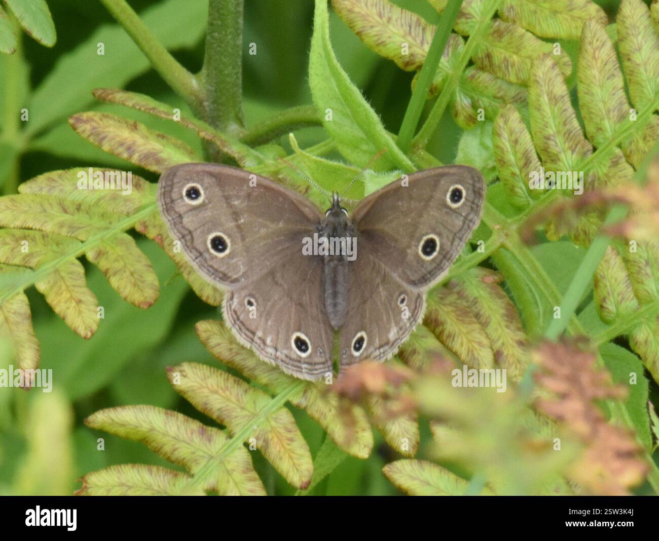 Little Wood Satyr (Megisto cymela), Insecta, Northfield, MA, USA Stock ...