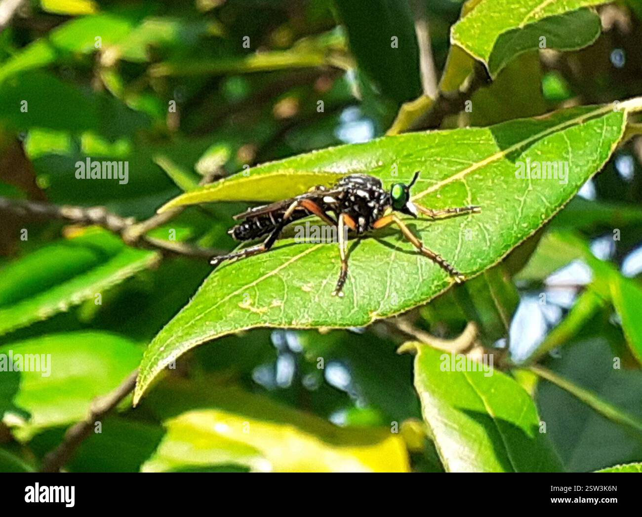 (Saropogon), Insecta, Città metropolitana di Roma Capitale, Italia ...