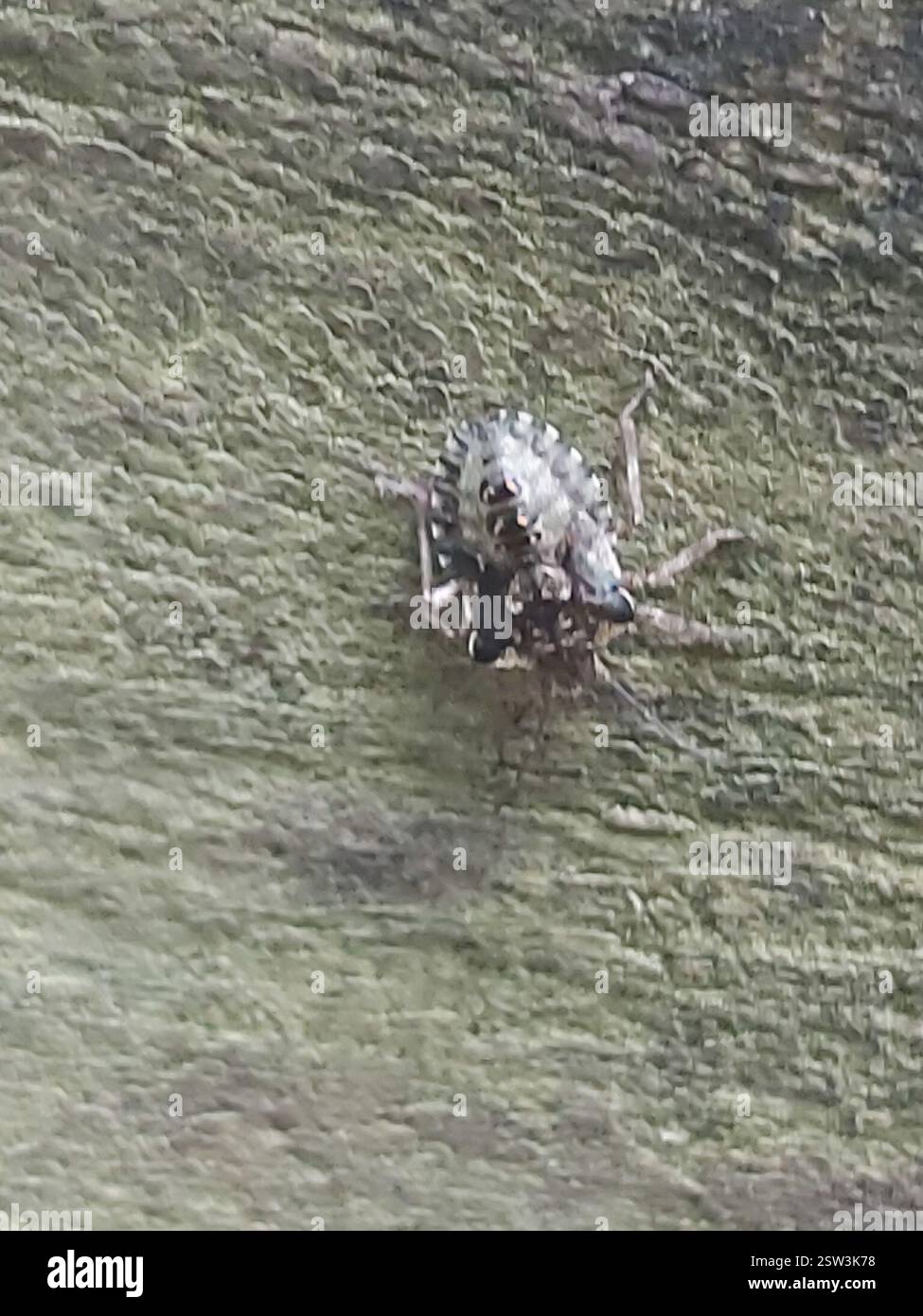 Forest Bug (Pentatoma rufipes), Insecta, Longwell Green, Bristol, UK ...