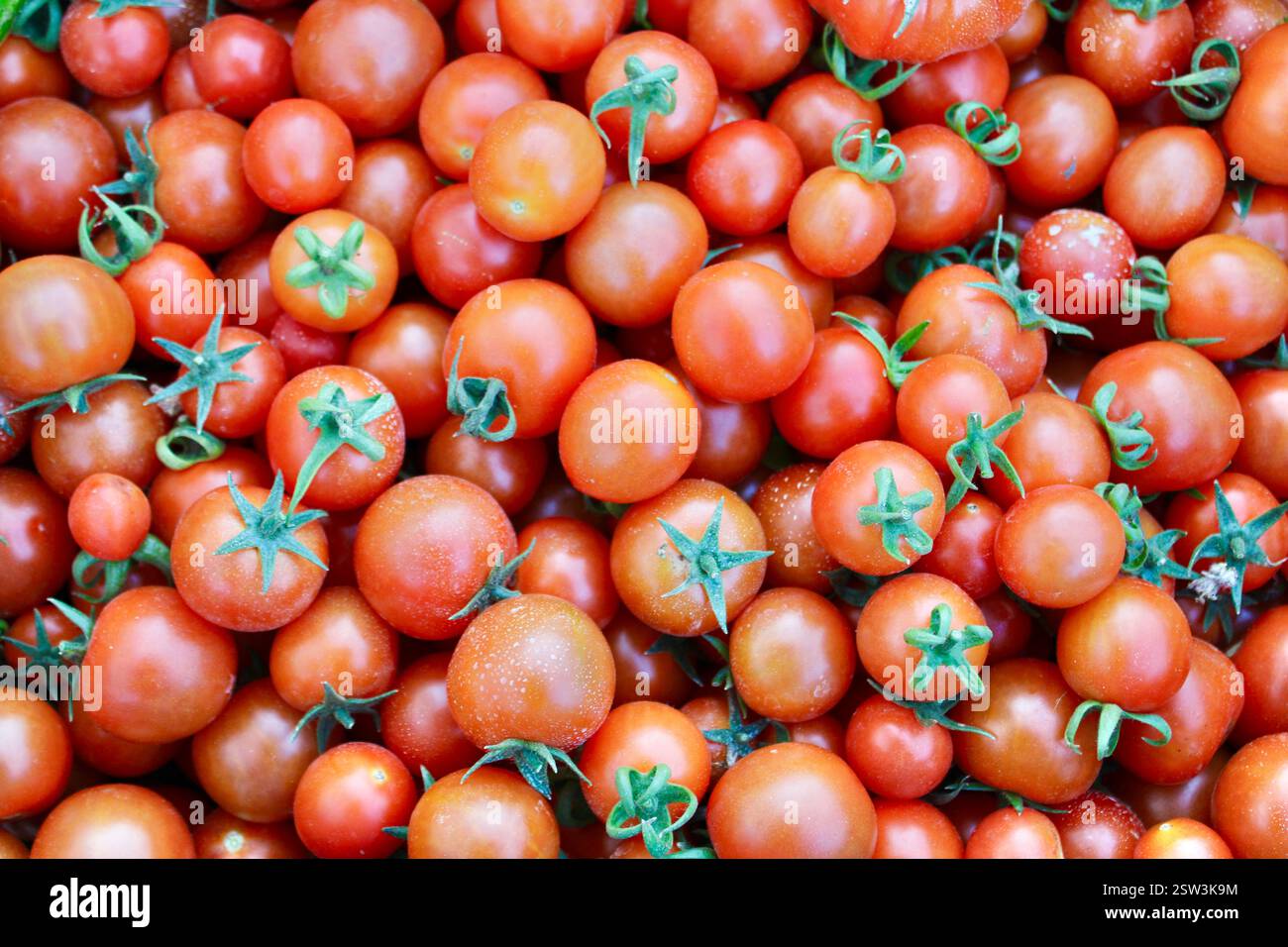 Close-up shot of vibrant cherry tomatoes. The tomatoes are showcasing ...