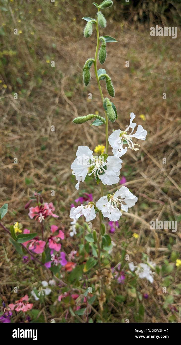 Elegant Clarkia (Clarkia unguiculata), Plantae, Westwood, Los Angeles ...