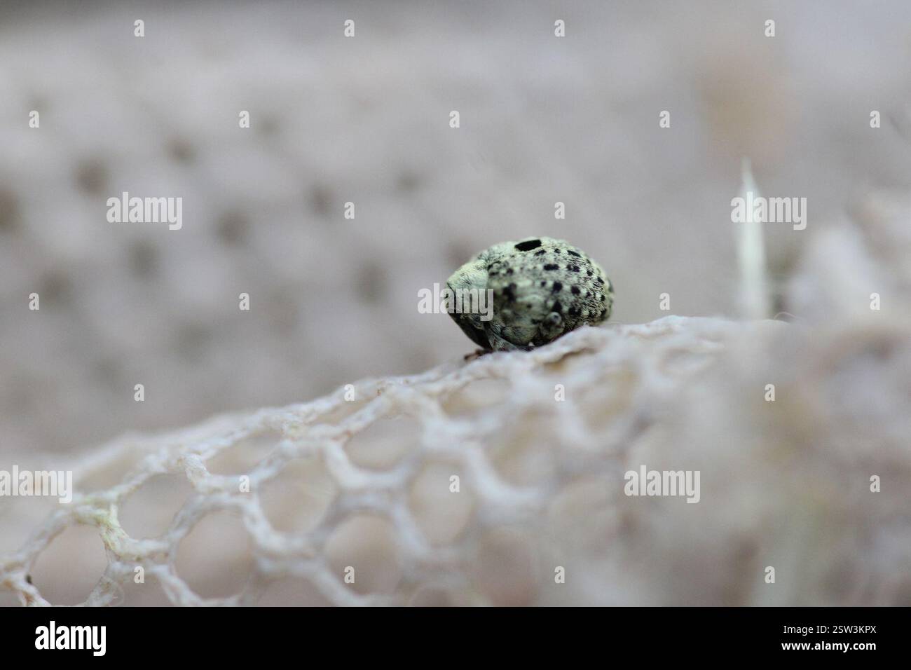 Target Weevils (Cionus), Insecta, La Frette, France, *C.hortulanus ...
