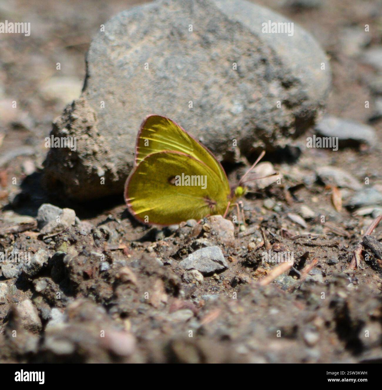 Western Sulphur (Colias occidentalis), Insecta, Okanagan-Similkameen ...