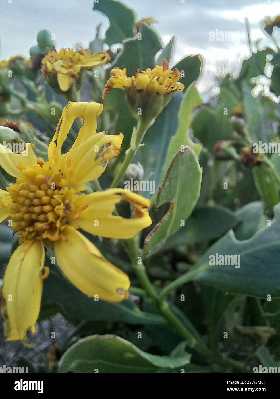 Bietou (Osteospermum moniliferum), Plantae, Mitchells Plain, Cape Town ...