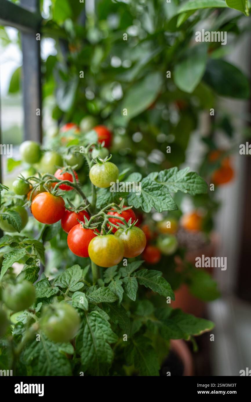 Homegrown small bush of cherry red tomato in clay pots growing on french balcony at home Stock ...