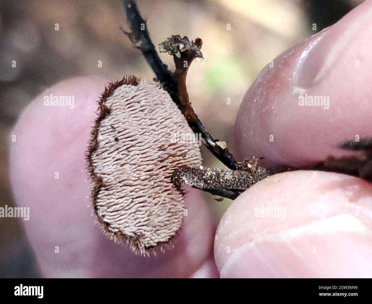 Earpick Fungus (Auriscalpium vulgare), Fungi, Fergus County, MT, USA ...