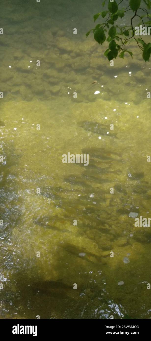 European chub (Squalius cephalus), Actinopterygii, Canton de Troyes-1 ...
