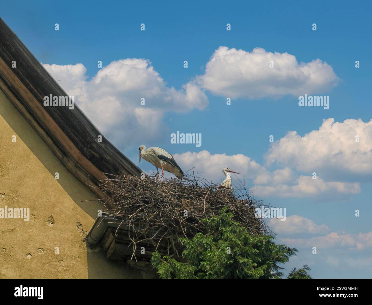 White storks (Ciconia ciconia) nesting on roof of old house in Germany ...