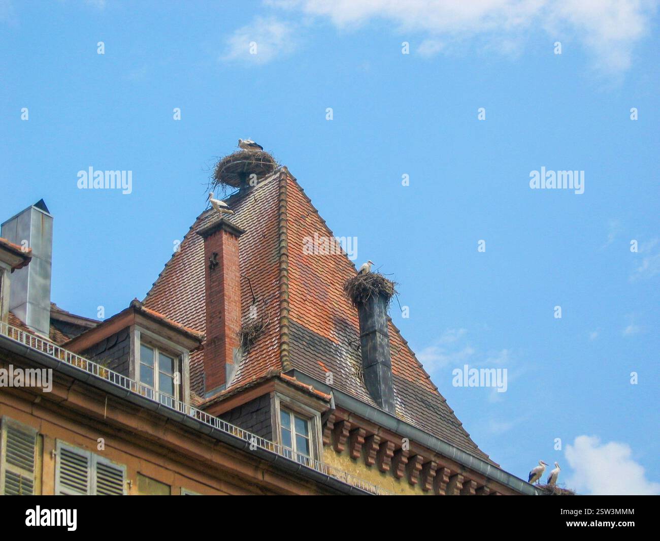 White storks (Ciconia ciconia) nesting on roof of old house in Germany ...