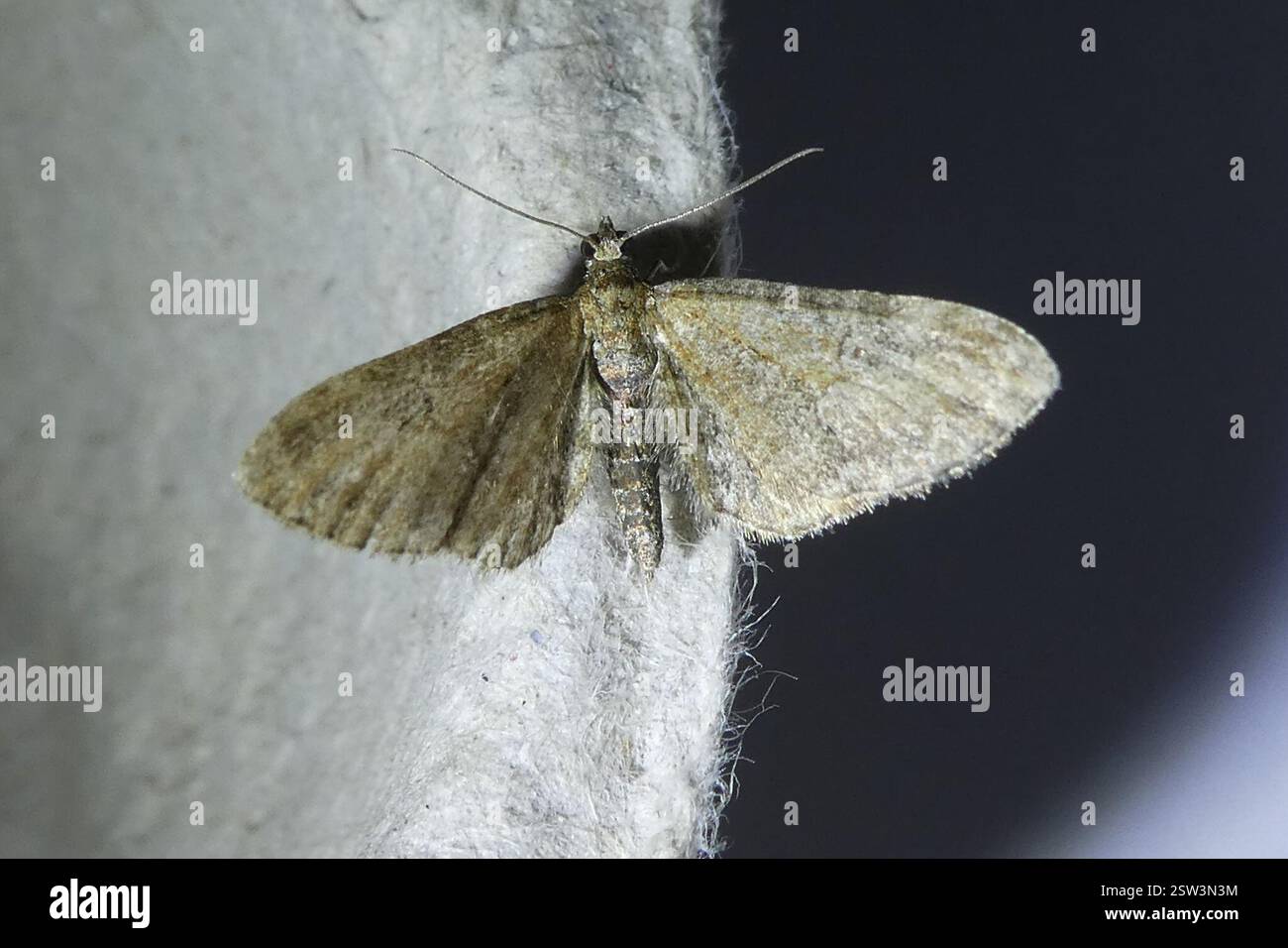Common Pug (Eupithecia vulgata), Insecta, South Heale Cottage ...