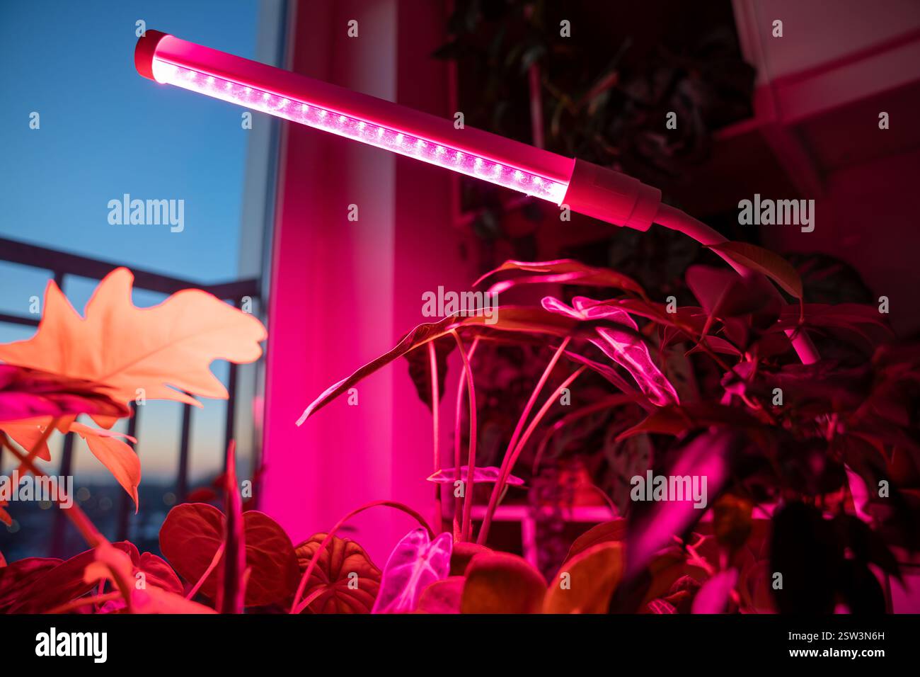 Growing plants under phyto lamp at home. LED lamp for supplementary ...