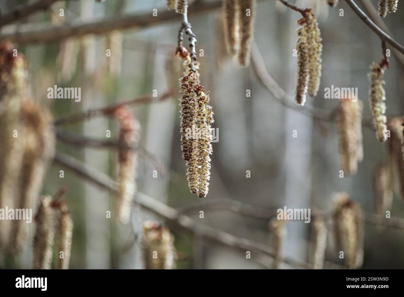 close up Backlit cluster of male Quaking Aspen (Populus tremuloides ...