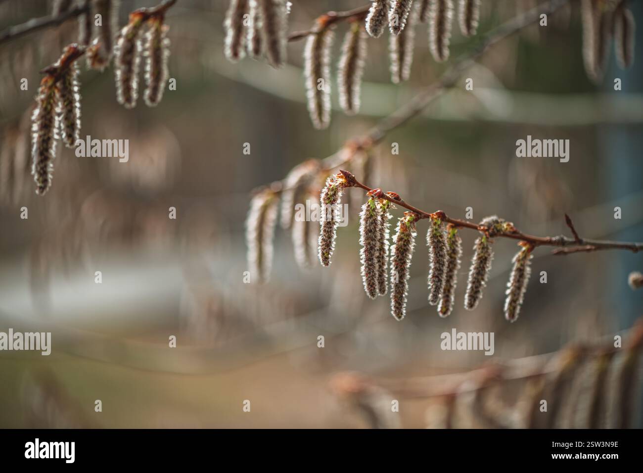 close up Backlit cluster of male Quaking Aspen (Populus tremuloides ...